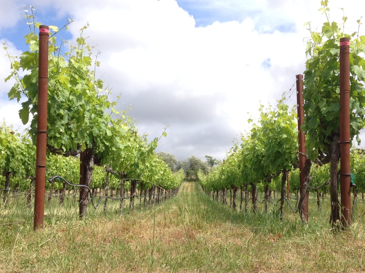 VINEYARDS – Model Farm